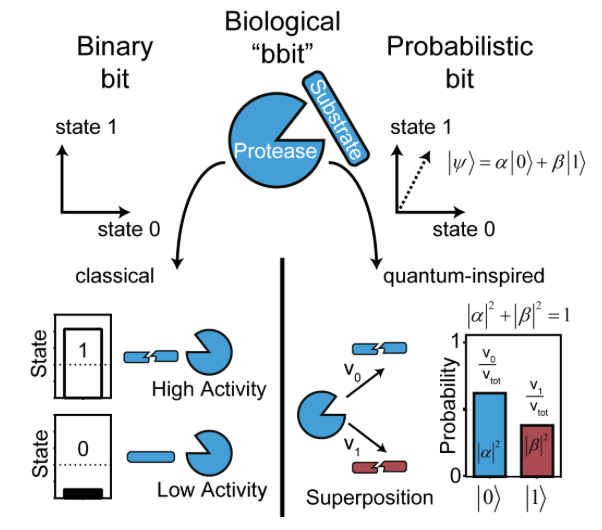 A Biological Computing Framework for Living Systems | Office of ...